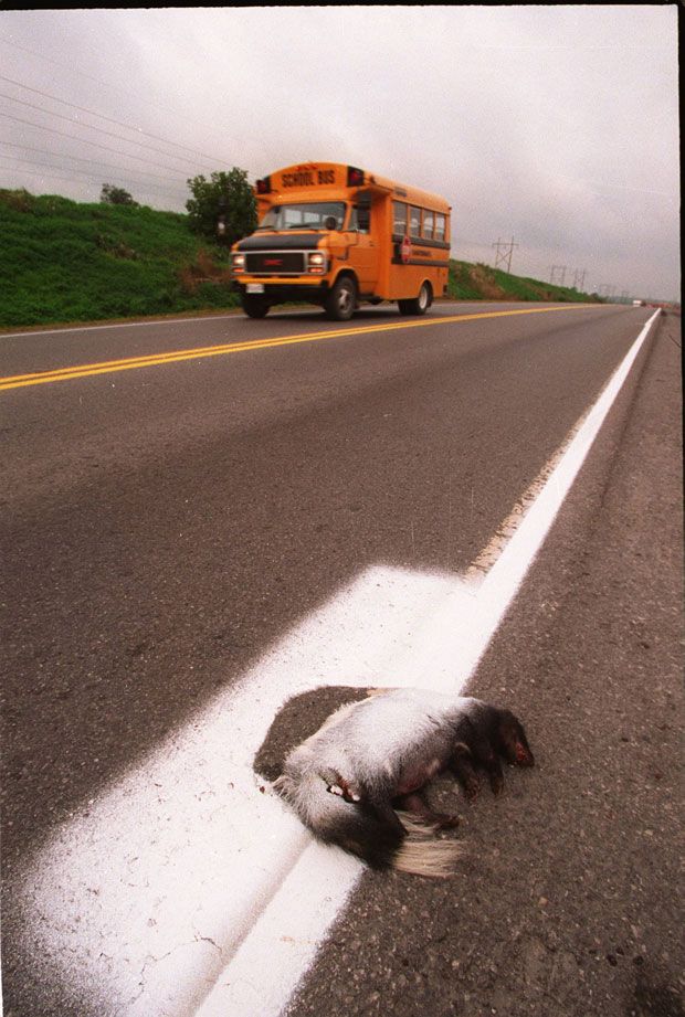 Michigan releases prisoners to scoop roadkill: 'Dead Carcass Patrol ...