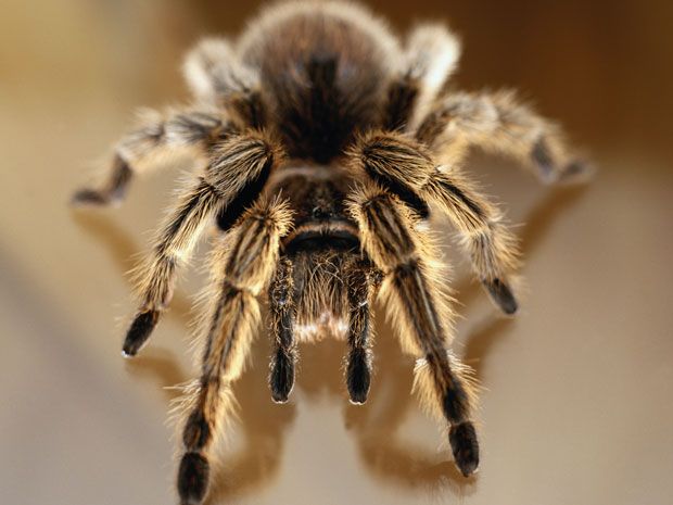 Guam turns away ship infested with thousands of spiders | National Post
