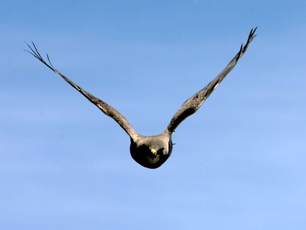 Determined hawk halts flow of mail in Calgary | National Post