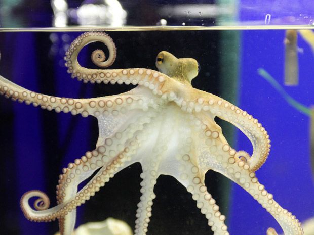 Germany unveils new ‘psychic’ octopus — and he’s French | National Post