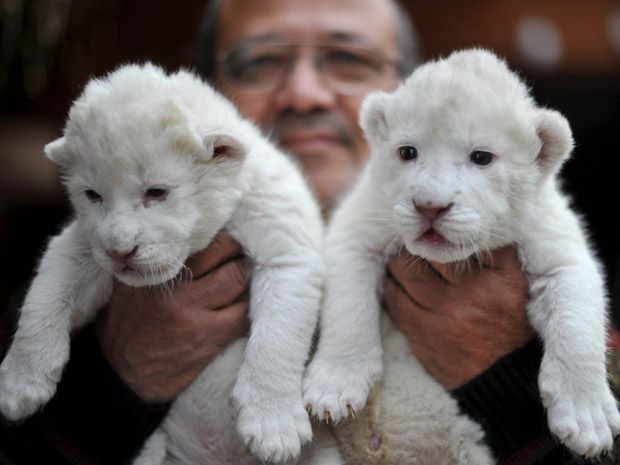Gallery: German park surprised by birth of two rare white lion cubs ...
