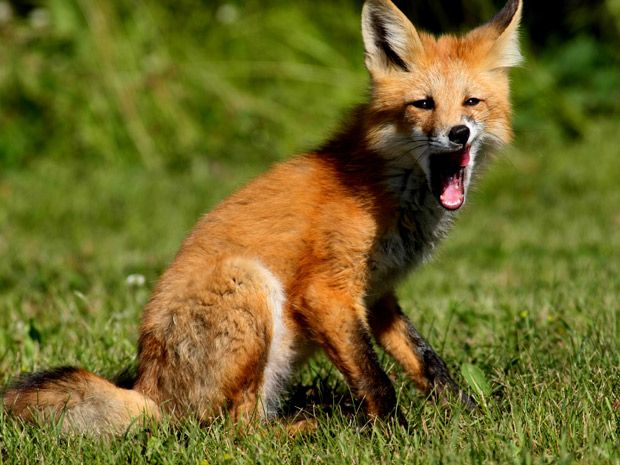Post Picks: Don't mess with this fox | National Post