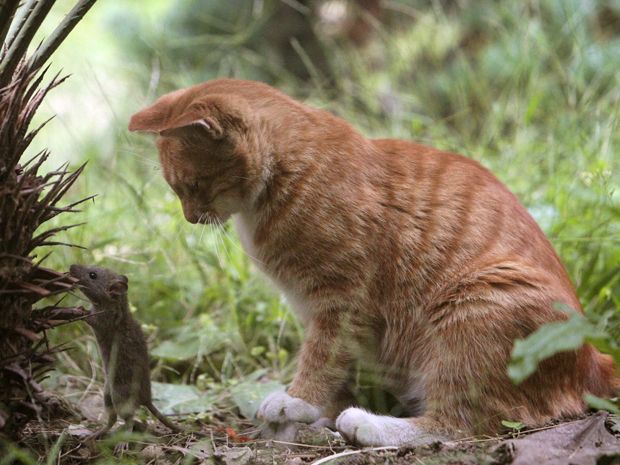 Chinese 'Cat Commander' raises feline army | National Post
