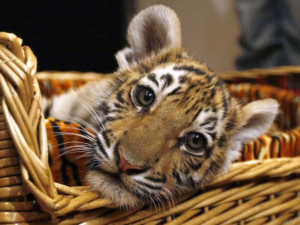 Vladimir Putin's tigress gives birth to three cubs | National Post