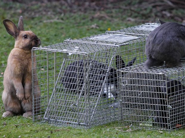 University of Victoria only eight rabbits away from becoming bunny-free ...