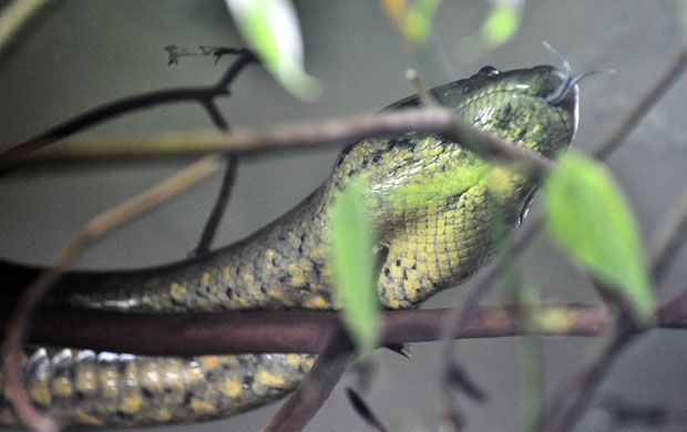 Vancouver anaconda will either mate with, or eat, male snake | National ...