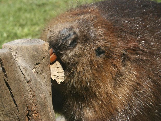 Damn the beavers: What they're talking about in... | National Post
