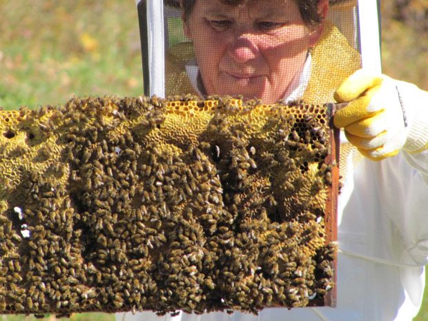 Canadian researchers look to build a better honey bee | National Post
