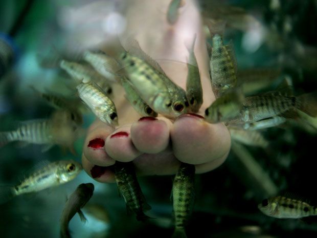 Feet-nibbling fish pedicures shut down in B.C. over health risks ...