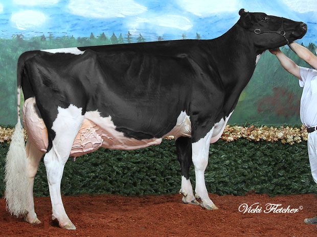 A cow by any other name | National Post