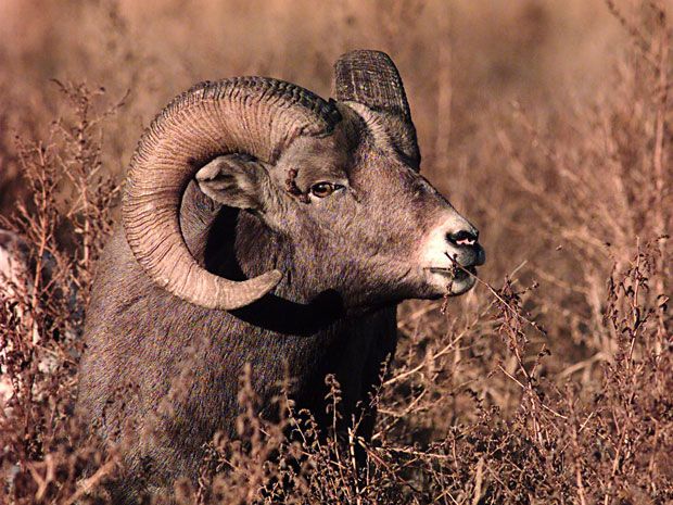 'Rambo' the ram leads Richmond police on merry chase | National Post