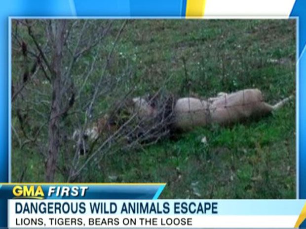 Police open fire on tigers and lions after exotic animals are set loose ...
