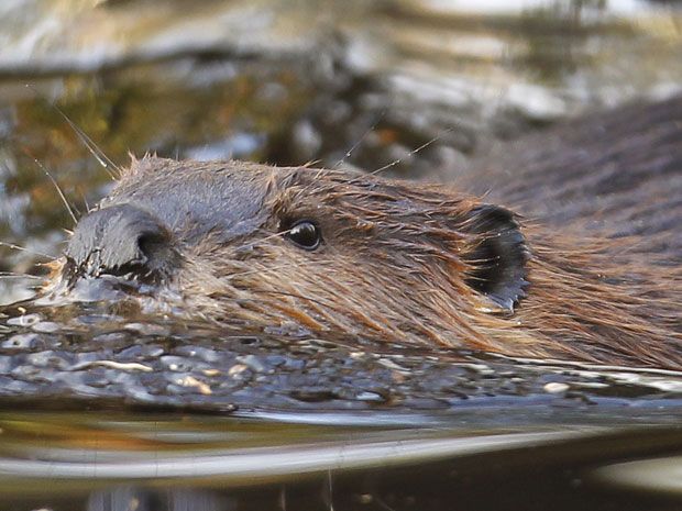 Residents of the Stittsville neighbourhood of Ottawa are upset at the ...