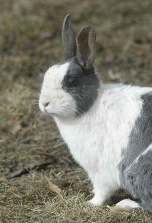 Canmore, Alberta's feral bunny turf war draws to a close | National Post