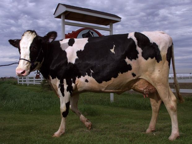 Trans-Pacific Partnership: Don’t bet the farm on dairy quotas ...