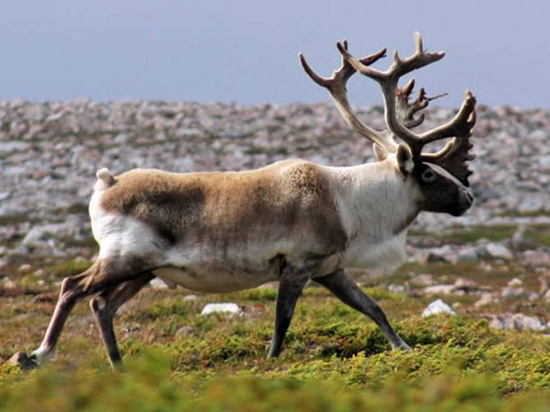‘Missing’ caribou found in Arctic | National Post