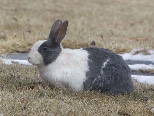 Canmore rabbits: Could they live to hop again? | National Post