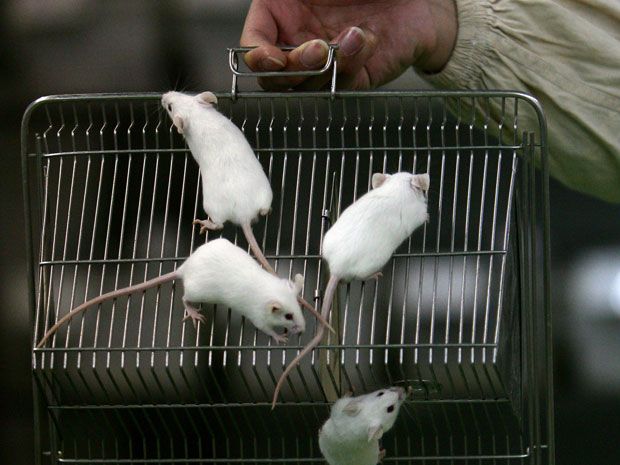 Lab mice: The tiny footprints behind 100 years of medical discovery ...