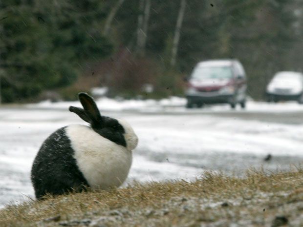 Canmore rabbits: B.C. group to save some feral bunnies from cull ...