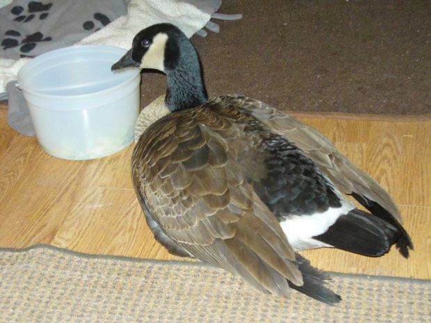B.C. woman's pet goose Lucy faces euthanasia after being taken by ...