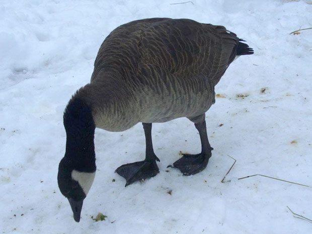 Peter Kent intervenes in the case of Lucy the Goose | National Post