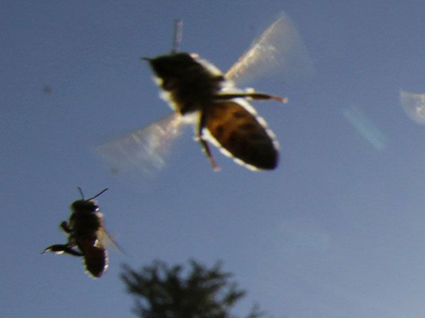 Biblical Israel may really have been the ‘land of milk and honey ...