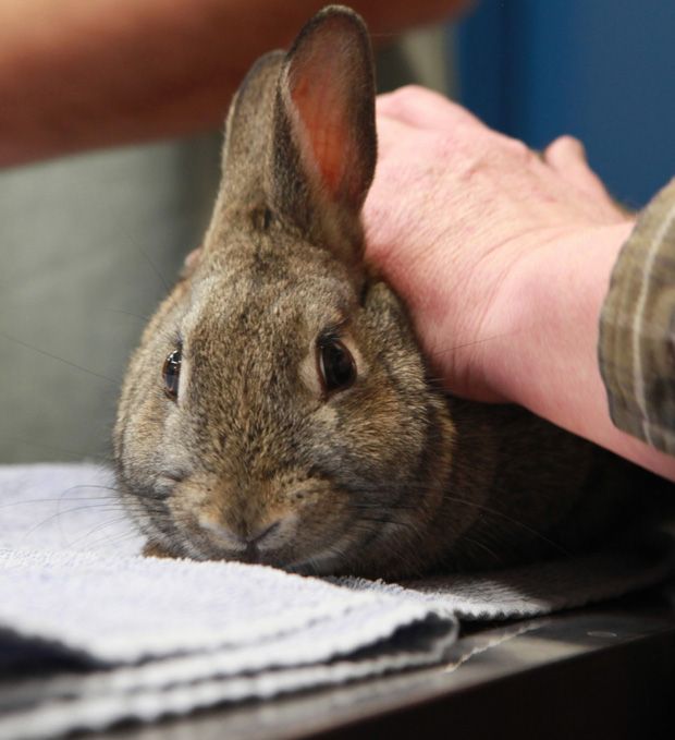 Calgary vets give Canmore's feral bunnies the ‘snip’ | National Post