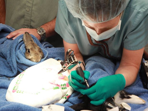 Calgary vets give Canmore's feral bunnies the ‘snip’ | National Post