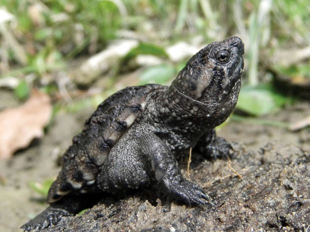 Groups ask Ontario turtle hunters to snap out of it | National Post