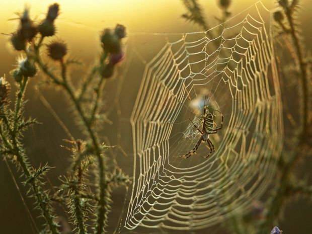 Spider web strengthened by design, not just threads: study | National Post