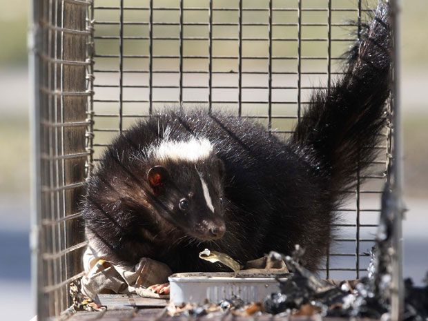 Killing skunks not the answer to Windsor's smelly pest problem, critics ...