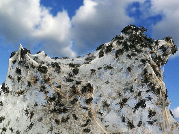 Millions of spiders rain down from the sky in Australia and leave city ...