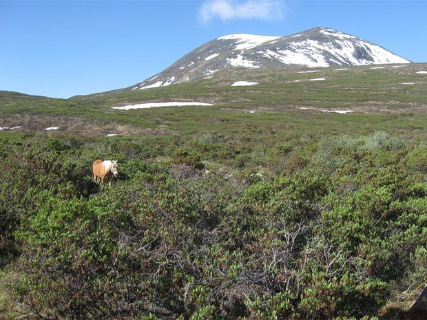 Exotic North: Make the Yukon cowgirl country | National Post