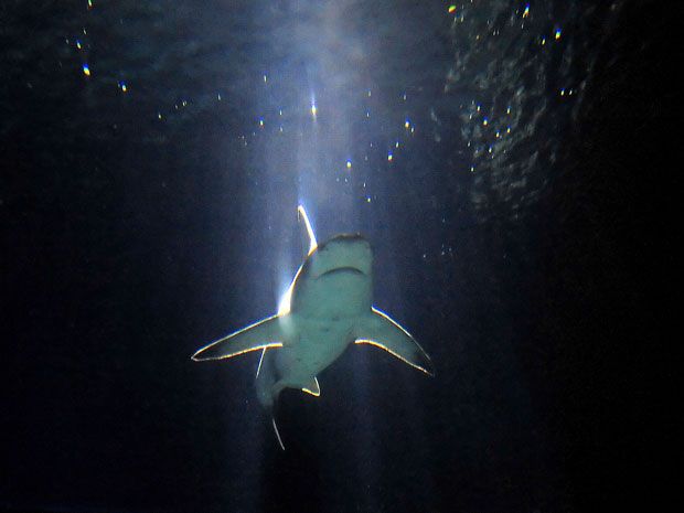 Shark population in decline near populated islands in Pacific ...