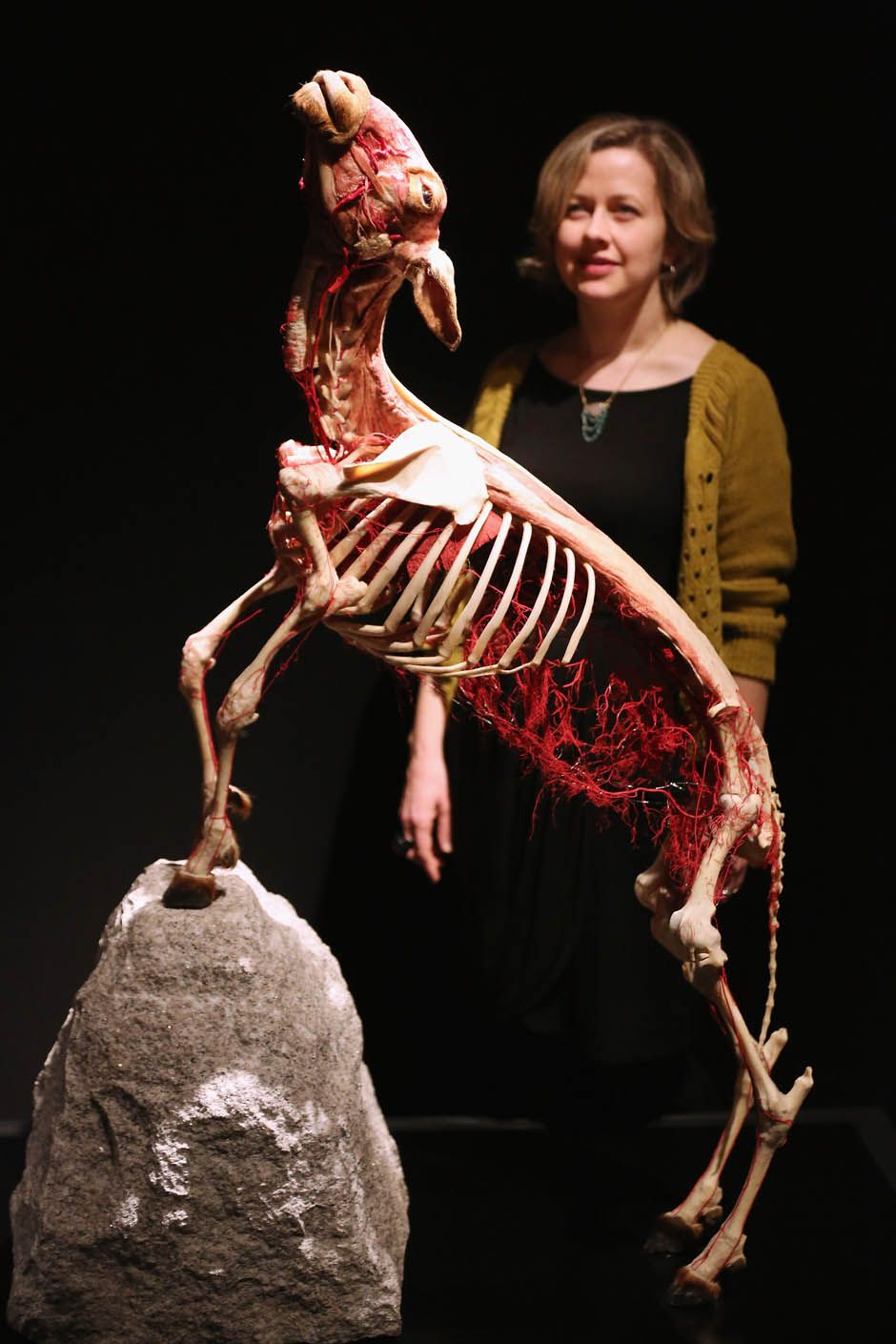 'Animal Inside Out' shows the inner workings of real animals frozen in ...