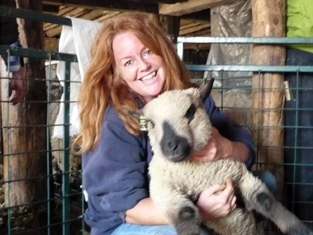 Quarantined sheep at centre of health scare abducted from Ontario farm ...