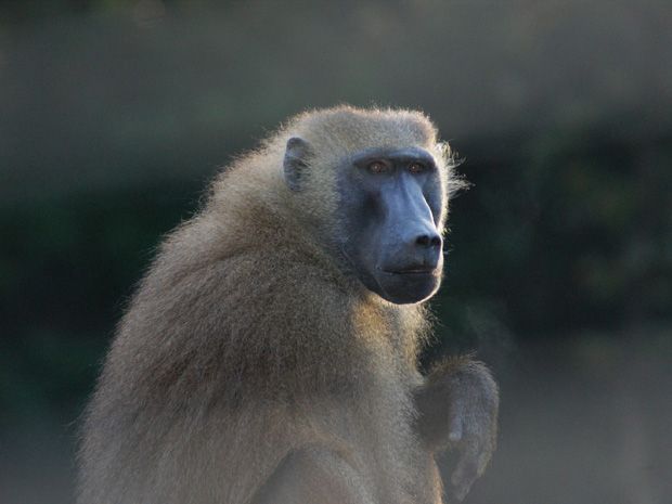 This is Dan. Dan is a baboon. Read, Dan, read: Monkeys in French study ...