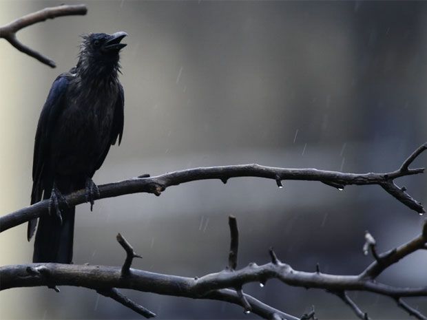 Finally, some good publicity for the crows | National Post
