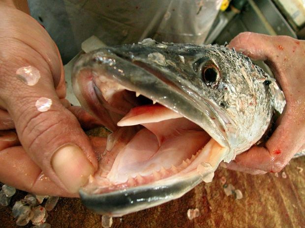 Frankenfish hunt begins in British Columbia | National Post