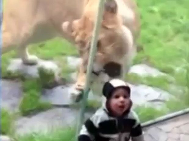 Lion tries to eat zebra-striped baby at zoo, fails | National Post