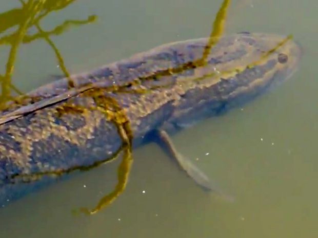 Biologists investigating after possible ‘Frankenfish’ sighting in B.C ...