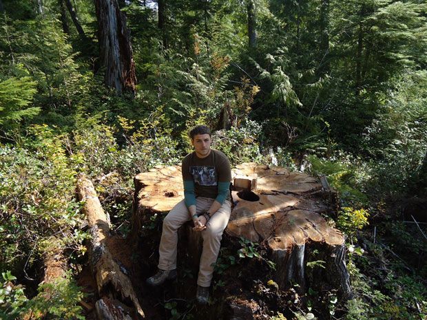 Thieves take 800-year-old red cedar tree from Vancouver Island ...