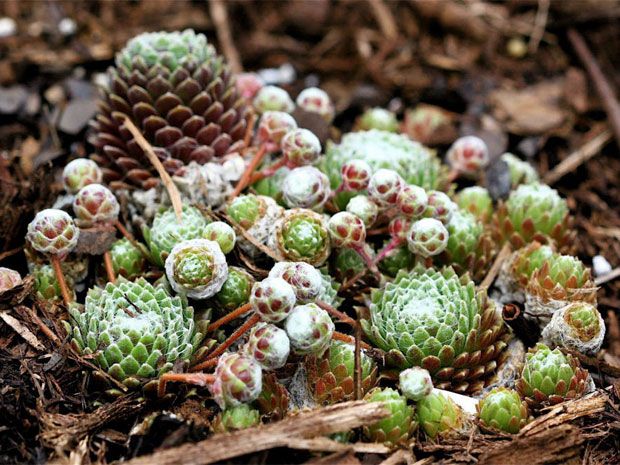 There's a new plant in town: Cacti are durable, attractive garden ...