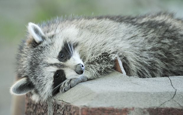 NP Explainer: What's the deal with raccoons? Are they some kind of cat ...