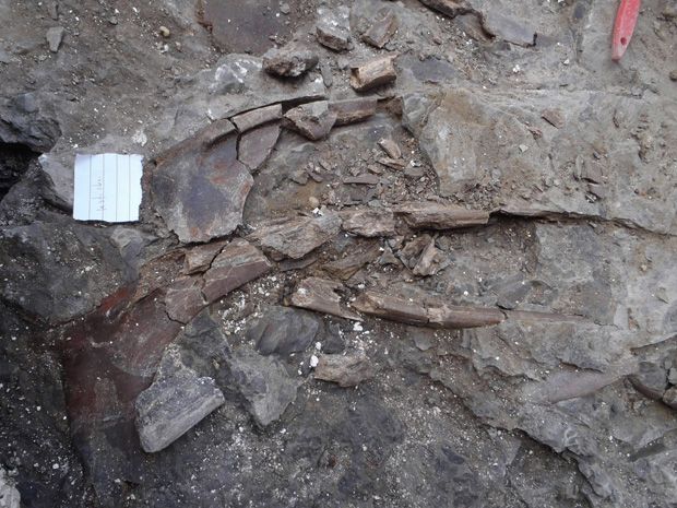 Dinovandals strike again: Paleontologists decry destruction of dinosaur ...