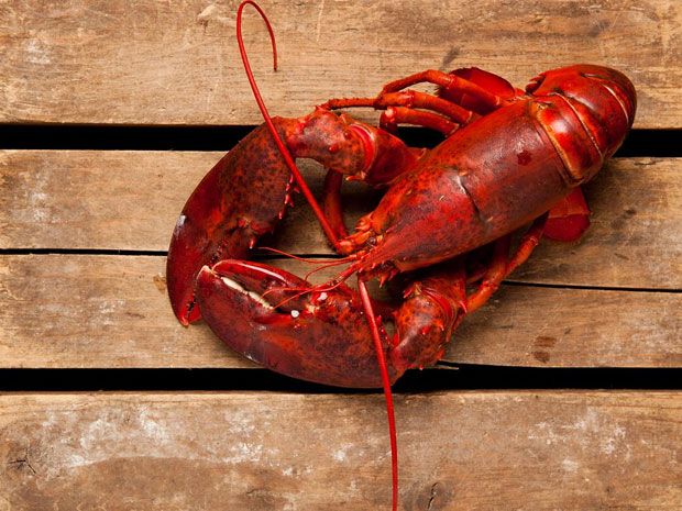 Bibs up! It's lobster season at the Drake (plus: three crustacean ...
