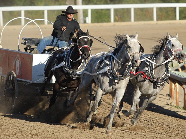 100 years of the Calgary Stampede | National Post