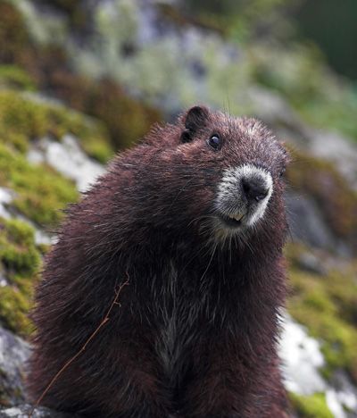 After 20 years, millions of dollars, Vancouver Island's marmot ...