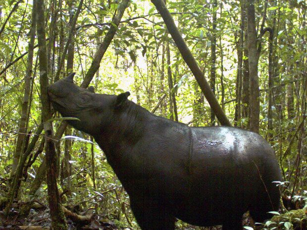 Rare rhinos photographed in Indonesian park for first time in 26 years ...