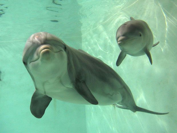 Flipper, find the mine! Canadian military trained with bomb-detecting ...